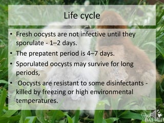 Homoxenous coccidia poultry video | PPSX