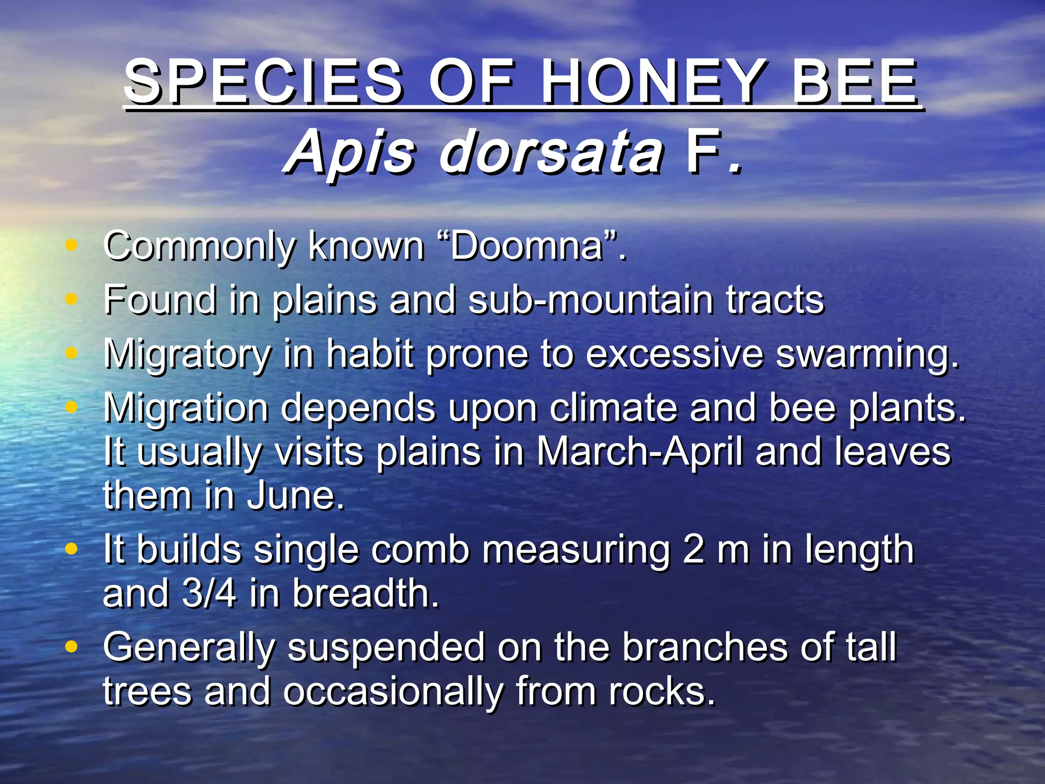 Hone bee Life cycle Apis mellifera Apis Dorsata Apis carana Apis florae in Pakistan | PPT