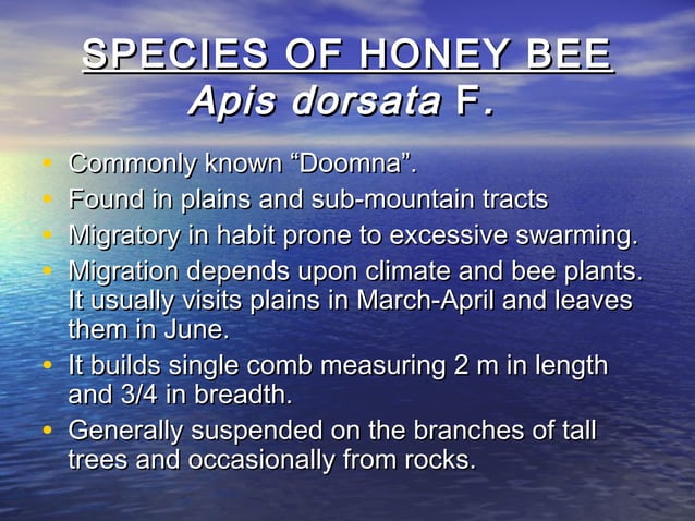 Hone bee Life cycle Apis mellifera Apis Dorsata Apis carana Apis florae ...
