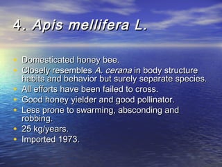 Hone bee Life cycle Apis mellifera Apis Dorsata Apis carana Apis florae ...
