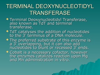 enzymes used in rDNA Technology_honey.ppt