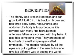 Honey Bee by Journey | PPT | Beekeeping | Hobbies & Interests