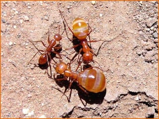 Honey ants (蜂蜜螞蟻) | PPT