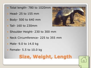 Honey badger | PPT