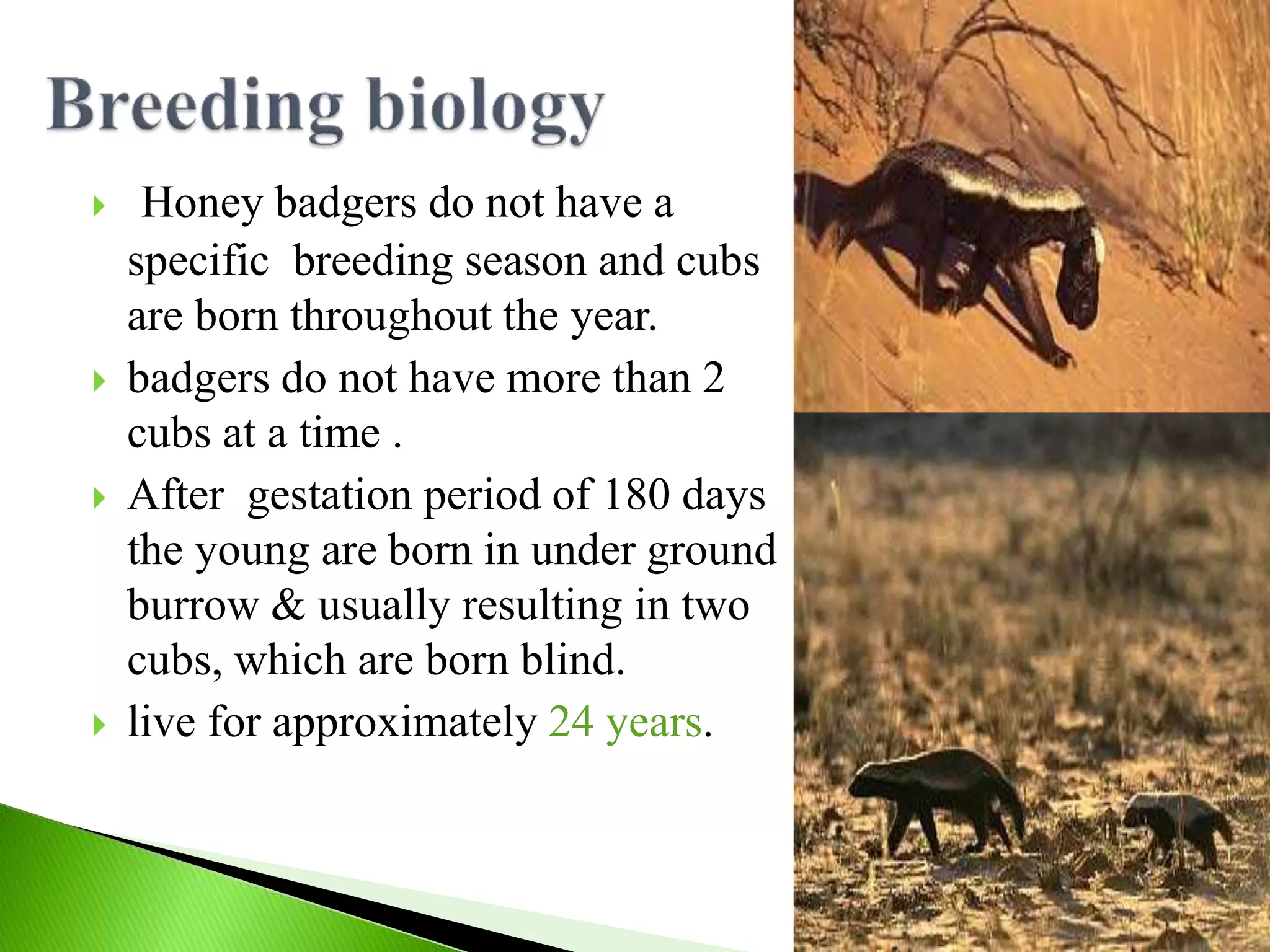 Honey badger | PPTX