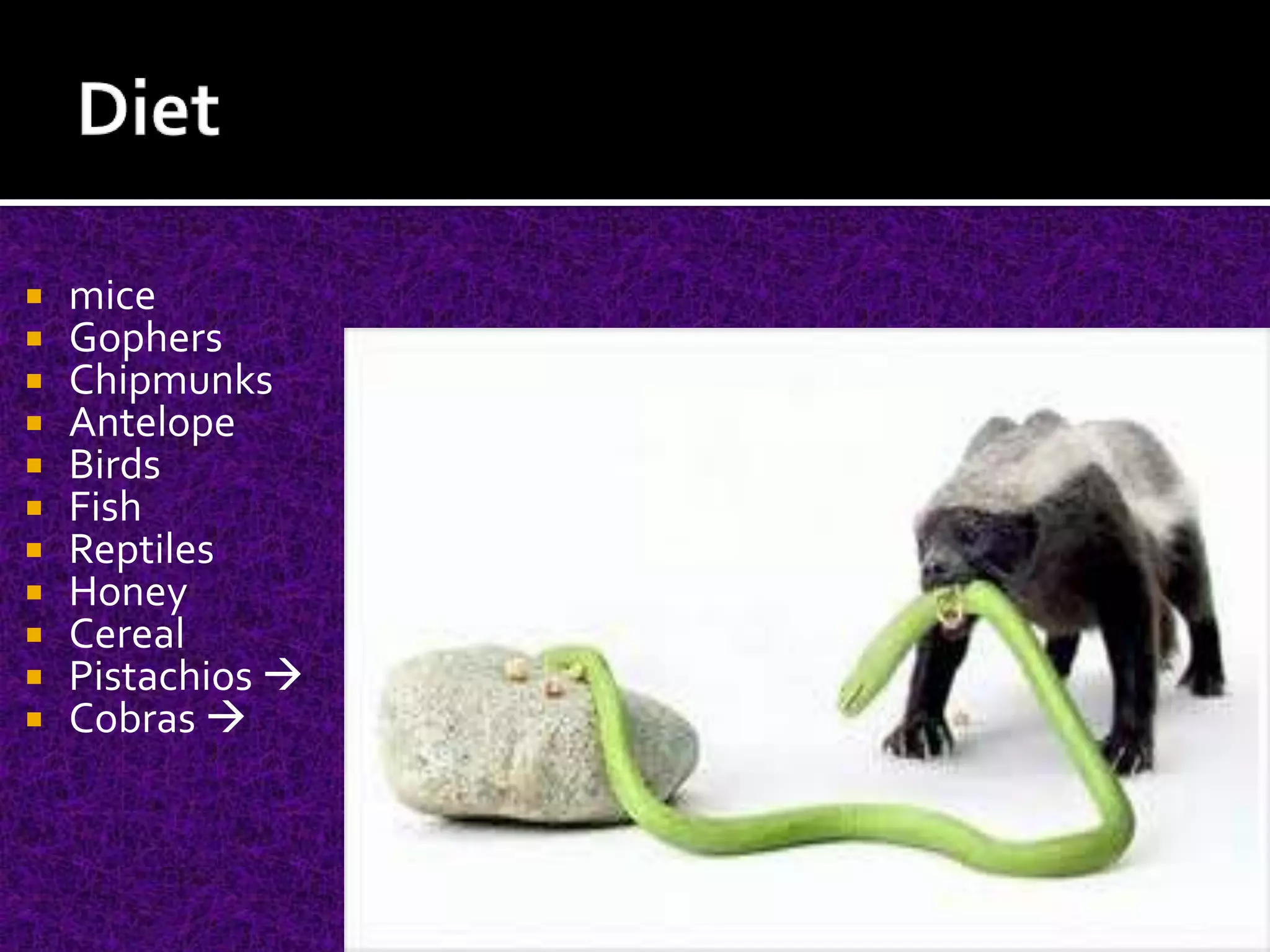 Honey badger! damion | PPTX | Reptiles | Pets