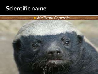 Honey badger! damion | PPTX | Reptiles | Pets