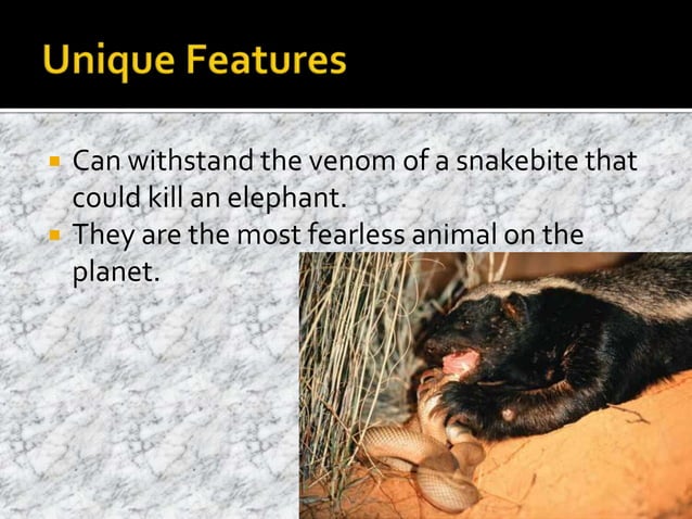 Honey badger! damion | PPTX | Reptiles | Pets