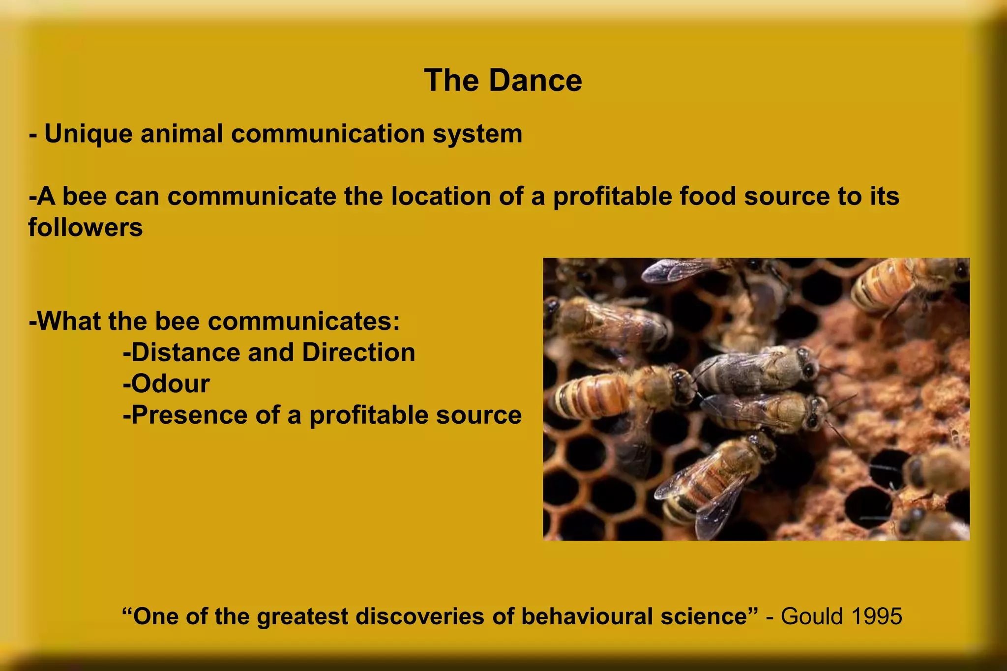Honeybee | PPT