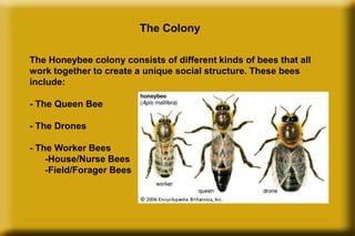 Honeybee | PPT