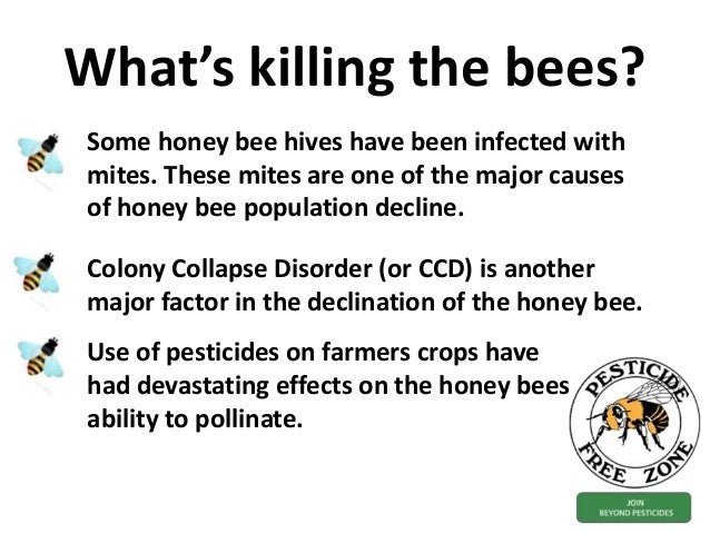️ Bee population decline causes. Bee Population in Decline in Kane ...