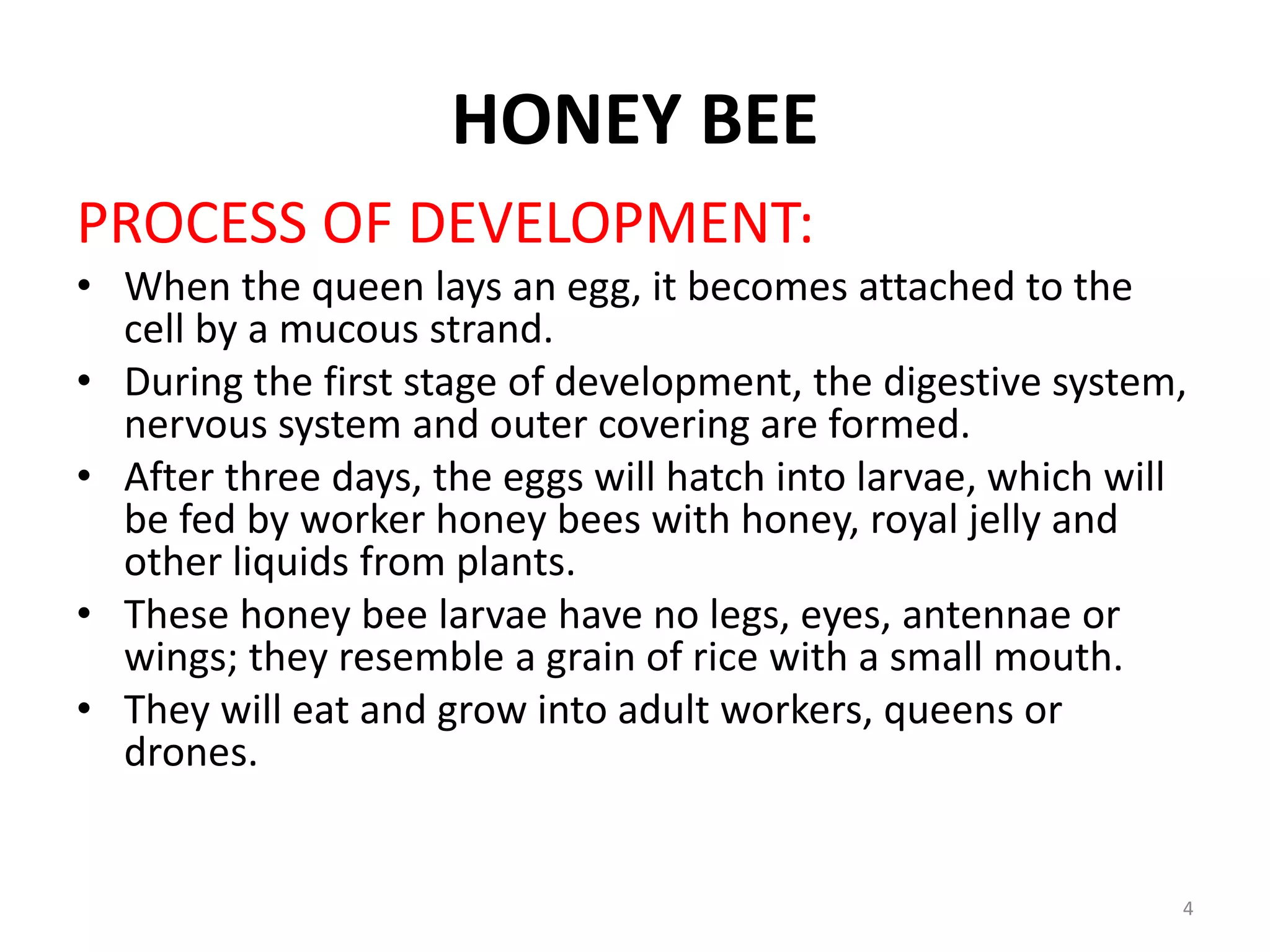 Introduction to Honey bees and their Classification | PPTX