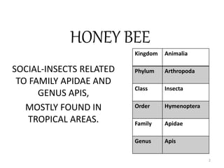 Introduction to Honey bees and their Classification | PPTX