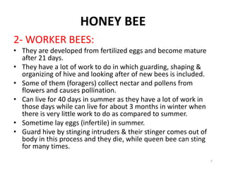Introduction to Honey bees and their Classification | PPTX