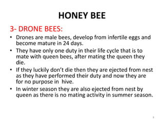 Introduction to Honey bees and their Classification | PPTX