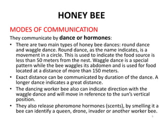 Introduction to Honey bees and their Classification | PPTX