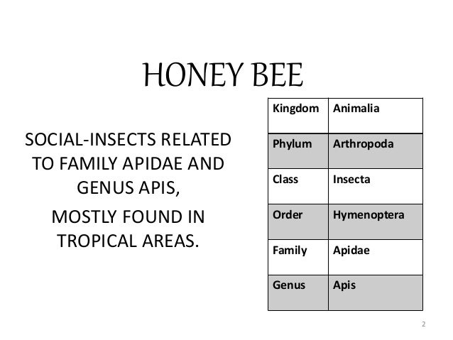 Introduction to Honey bees and their Classification