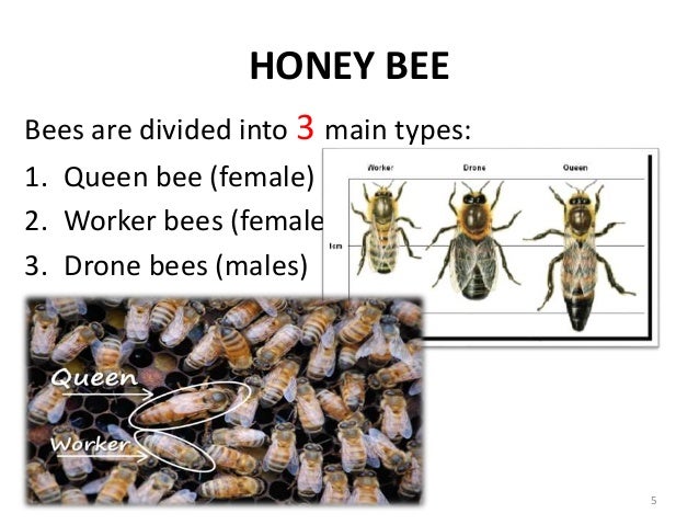 Introduction to Honey bees and their Classification