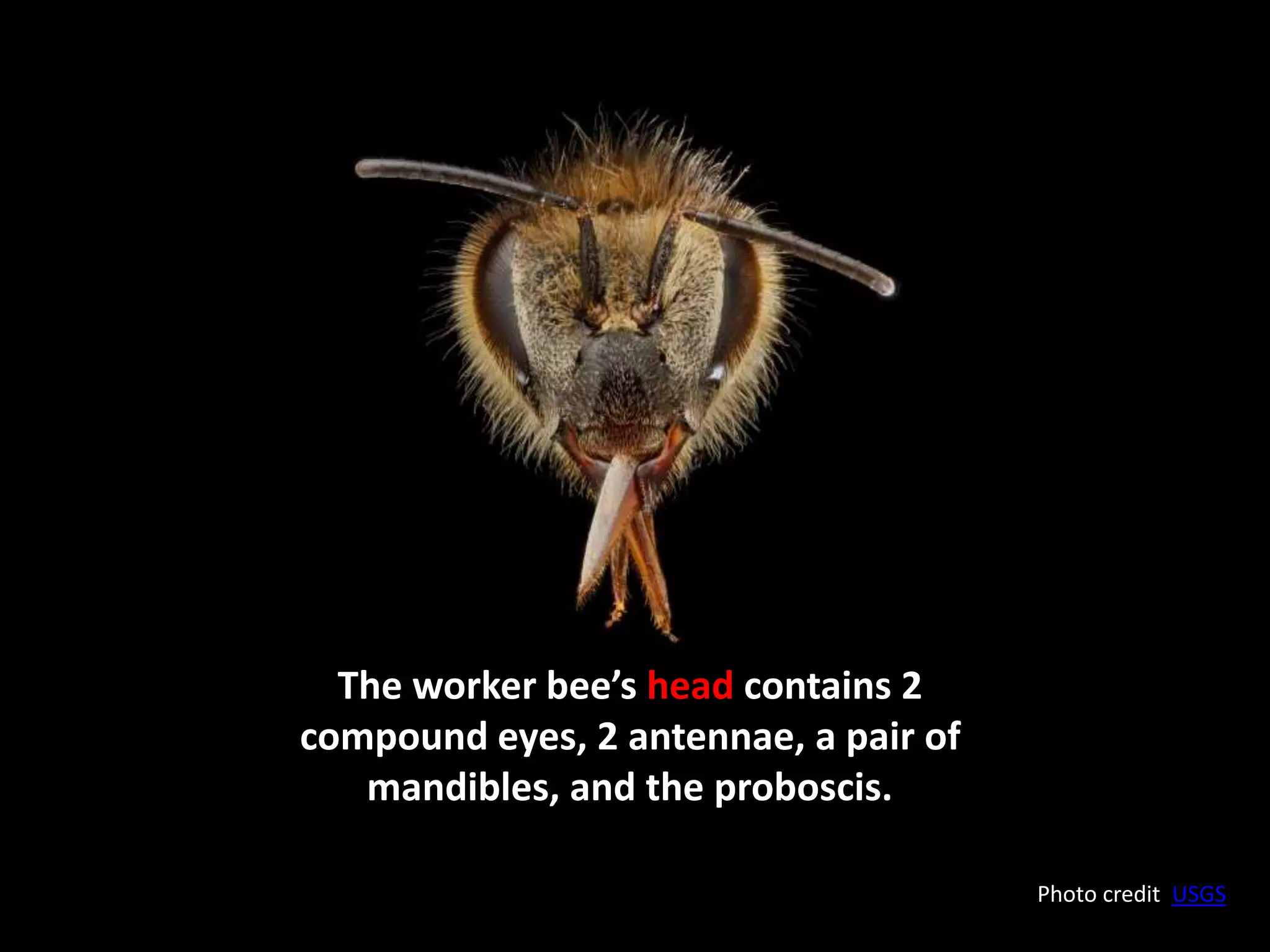 Honey bee PPT BY RAJEEV | PPTX