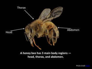Honey bee PPT BY RAJEEV | PPTX