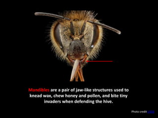 Honey bee PPT BY RAJEEV | PPTX