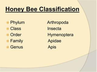 Honey bee.pptx rj | PPT