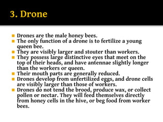 Honey bee | PPTX
