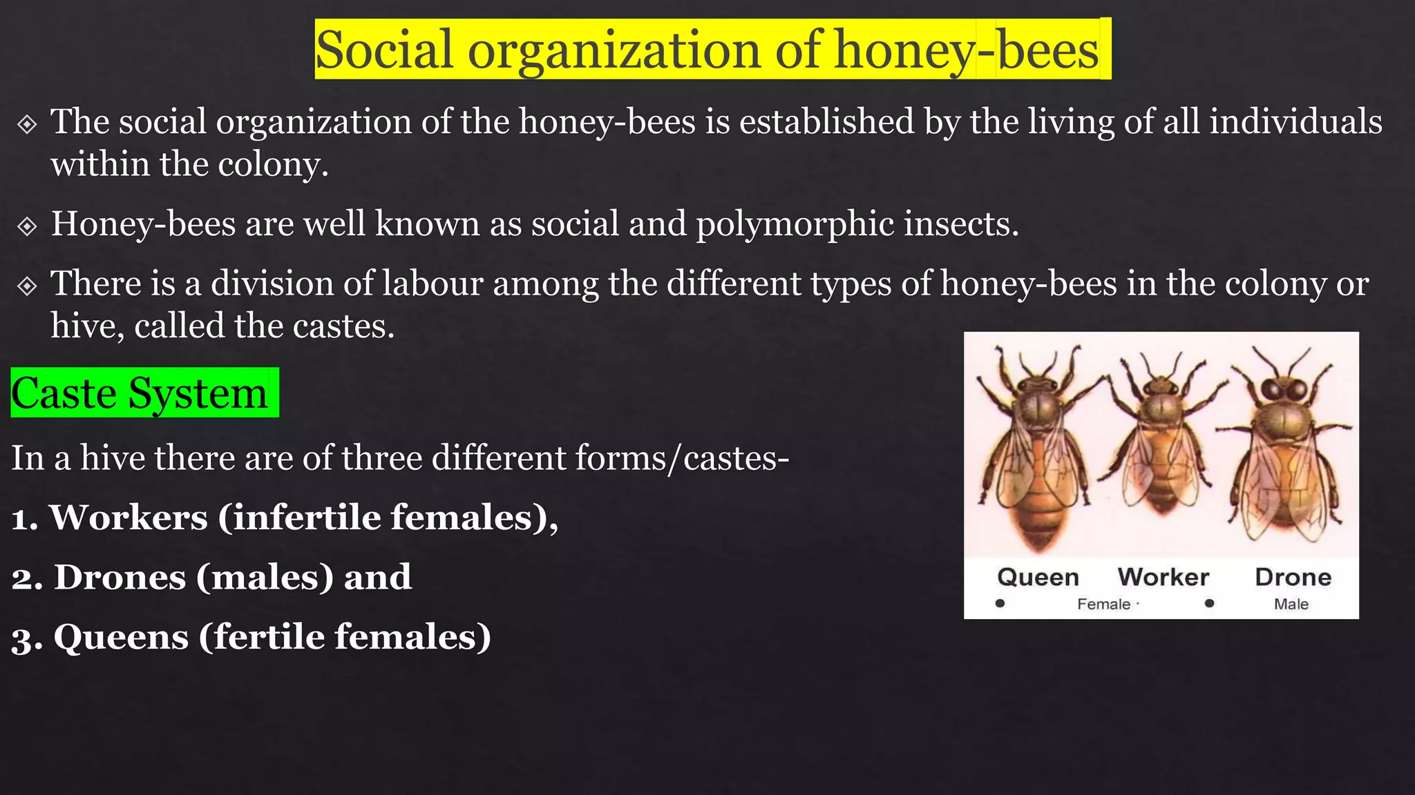 Ecological behaviour and importance of Honey Bee.pptx