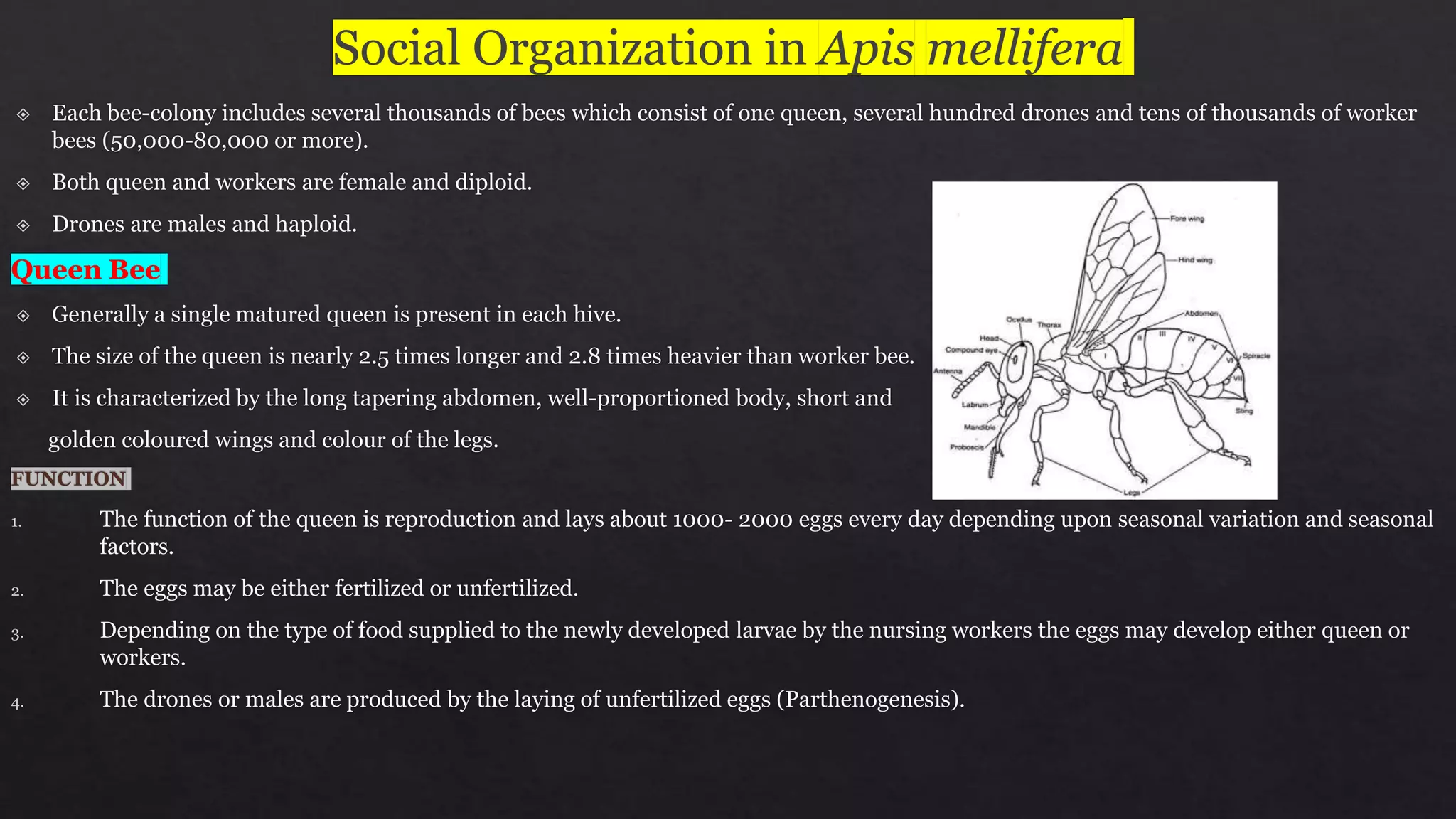 Ecological behaviour and importance of Honey Bee.pptx