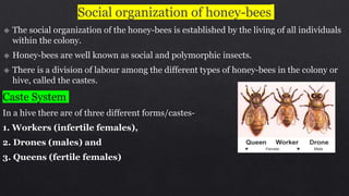Ecological behaviour and importance of Honey Bee.pptx