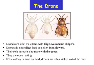 honey bee.ppt