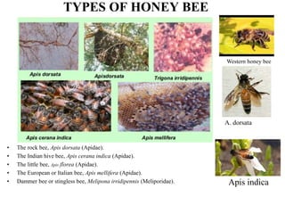 honey bee.ppt