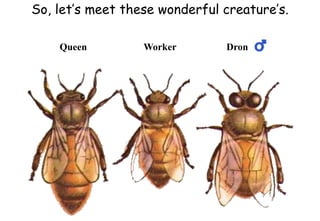 honey bee.ppt