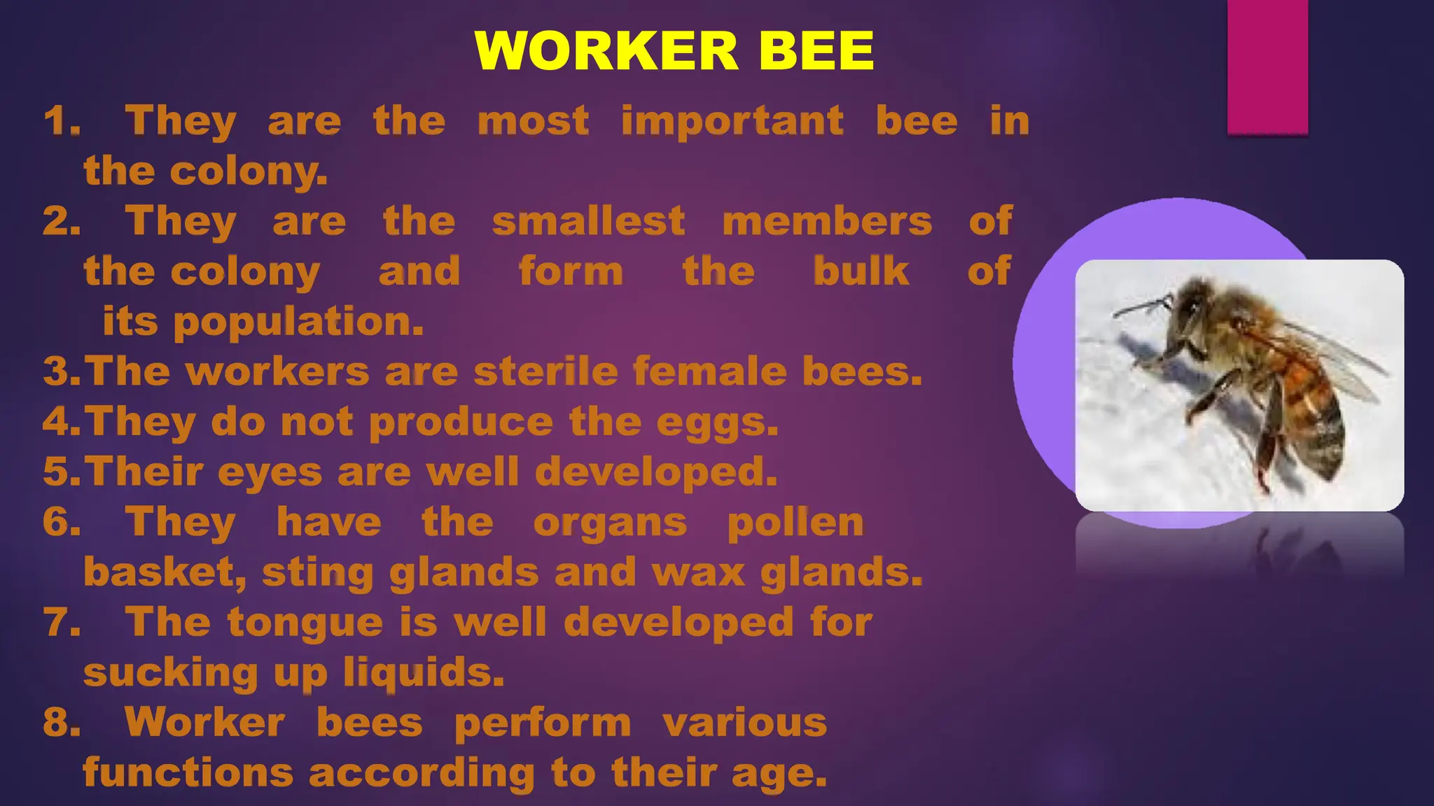 HONEY BEE – Types of Honey bee, Castes of bee | PPTX
