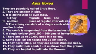 HONEY BEE – Types of Honey bee, Castes of bee | PPTX