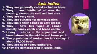 HONEY BEE – Types of Honey bee, Castes of bee | PPTX