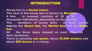 HONEY BEE – Types of Honey bee, Castes of bee | PPTX