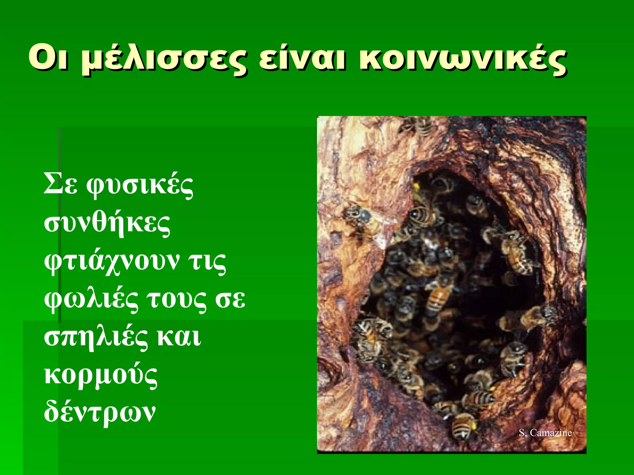 Honey Bee Biology | PPT