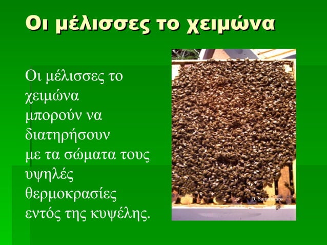 Honey Bee Biology | PPT