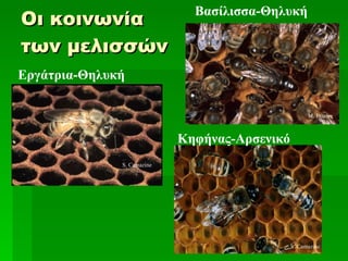 Honey Bee Biology | PPT
