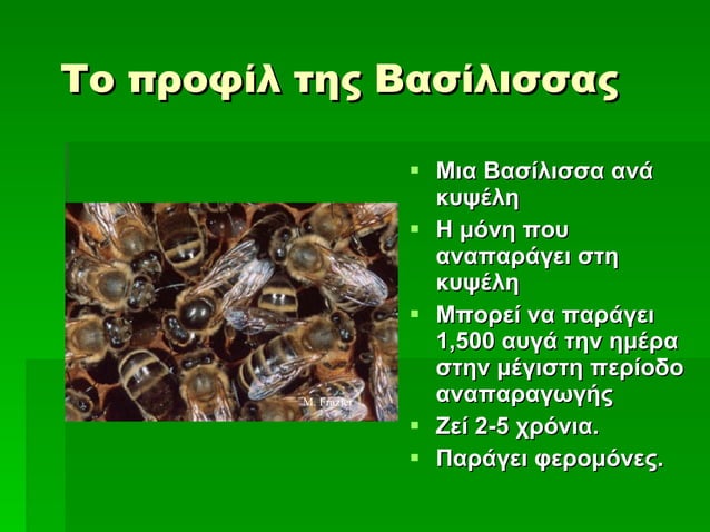 Honey Bee Biology | PPT