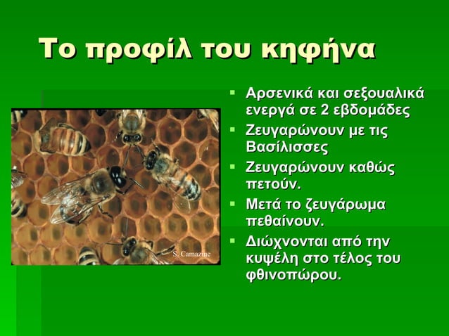 Honey Bee Biology | PPT