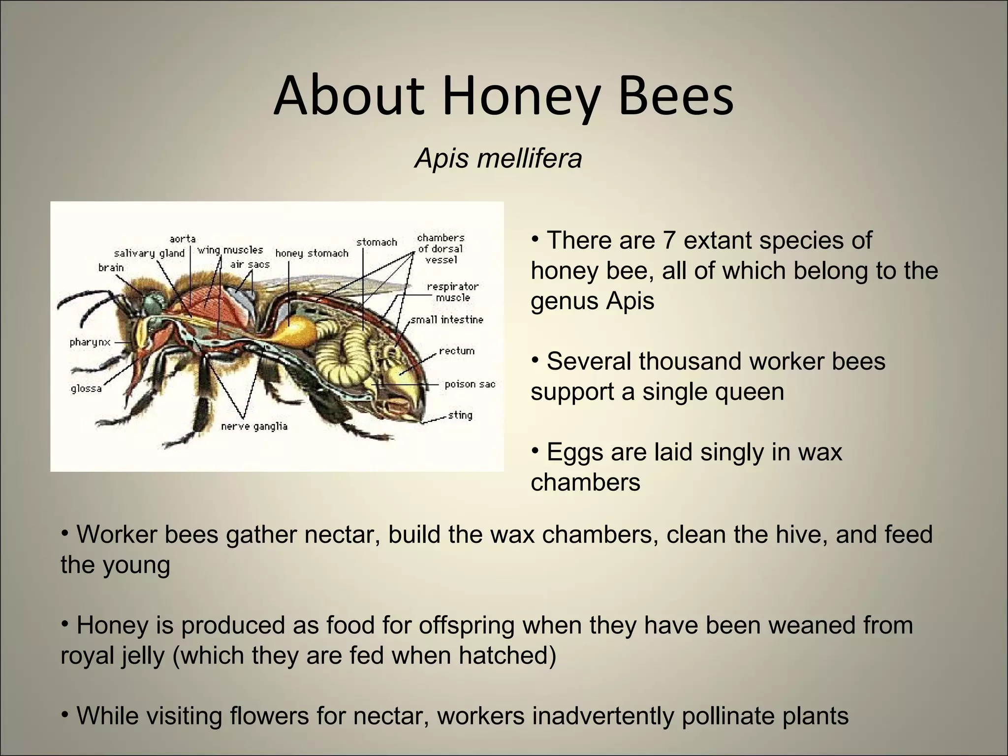 Honey Bee Colony Collapse Disorder (Ccd) | PPT