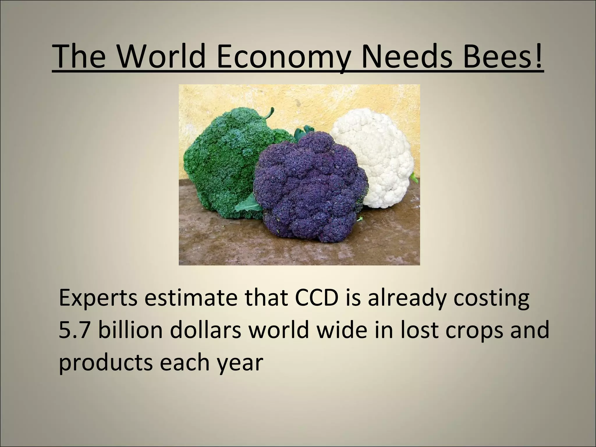 Honey Bee Colony Collapse Disorder (Ccd) | PPT