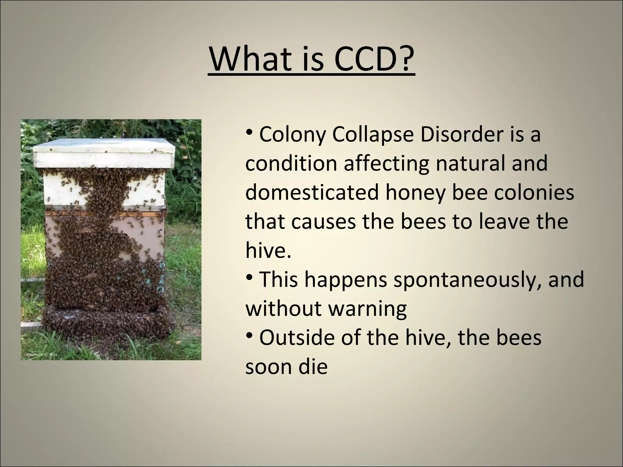 Honey Bee Colony Collapse Disorder (Ccd) | PPT