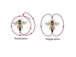 Honey Bee Communication PRESENTATION.pptx