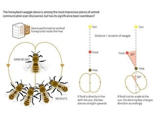 Honey Bee Communication PRESENTATION.pptx