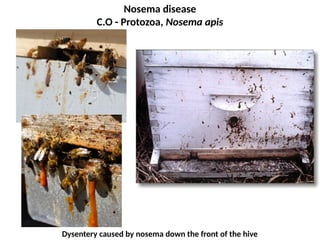 Honey bee AND THEIR DISEASES PRESENTATION.pptx