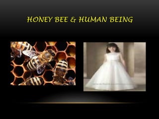Honey bee & human being | PPTX