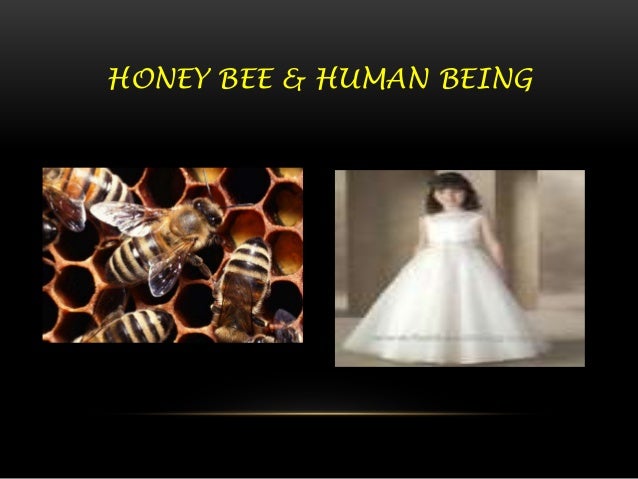 Honey bee & human being